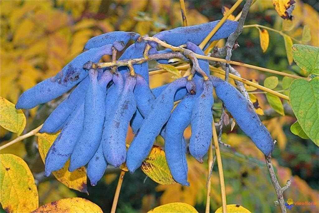 Amazon.com : 5 Blue Sausage Fruit Seeds | Decaisnea Fargesii Shrub ...