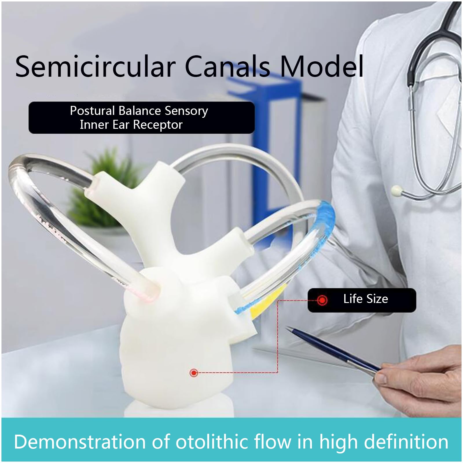 Sensory Structures Of The Semicircular Canal Vestibular Sense