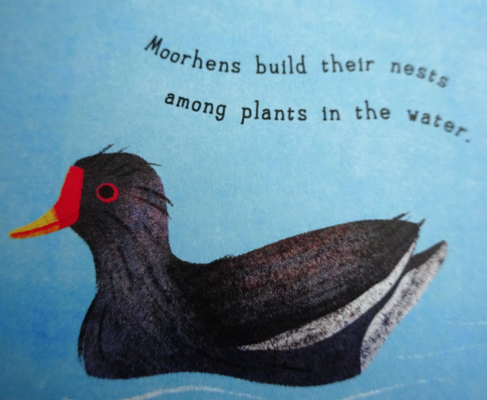 My RSPB Sticker Activity Book: Woodland Animals : Eryl Nash, Stephanie ...