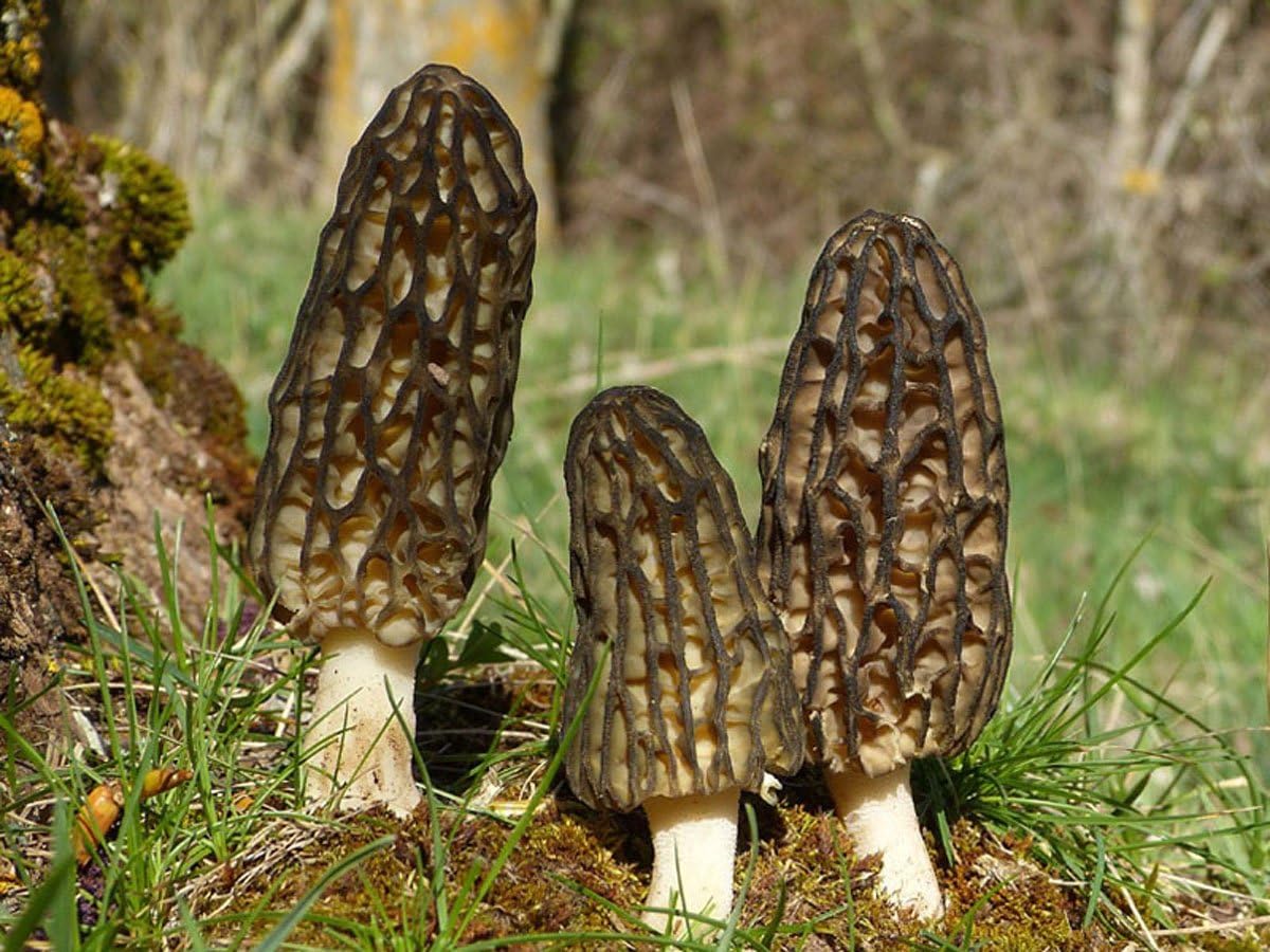 Amazon.com : TRUE morel mushroom grow kit grow morel mushrooms at home ...
