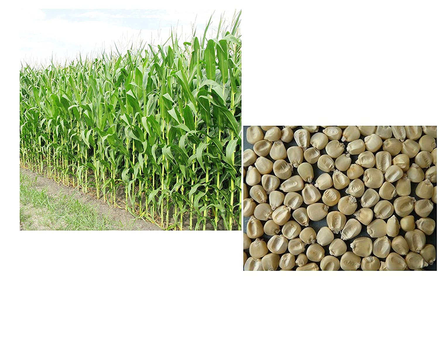 SM Exports African Tall Maize/Fodder Maize/Makka (Zea Mays) Fodder ...