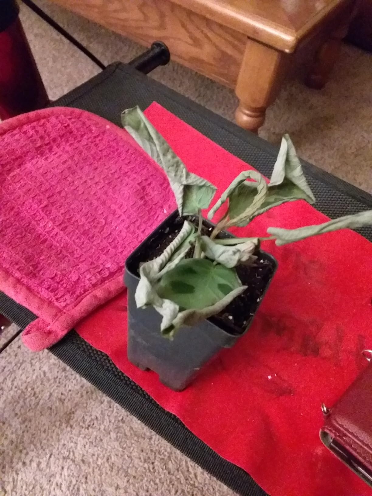 Amazon.com : Maranta Green Rabbit's Foot Prayer Plant in 3 inch Nursery ...