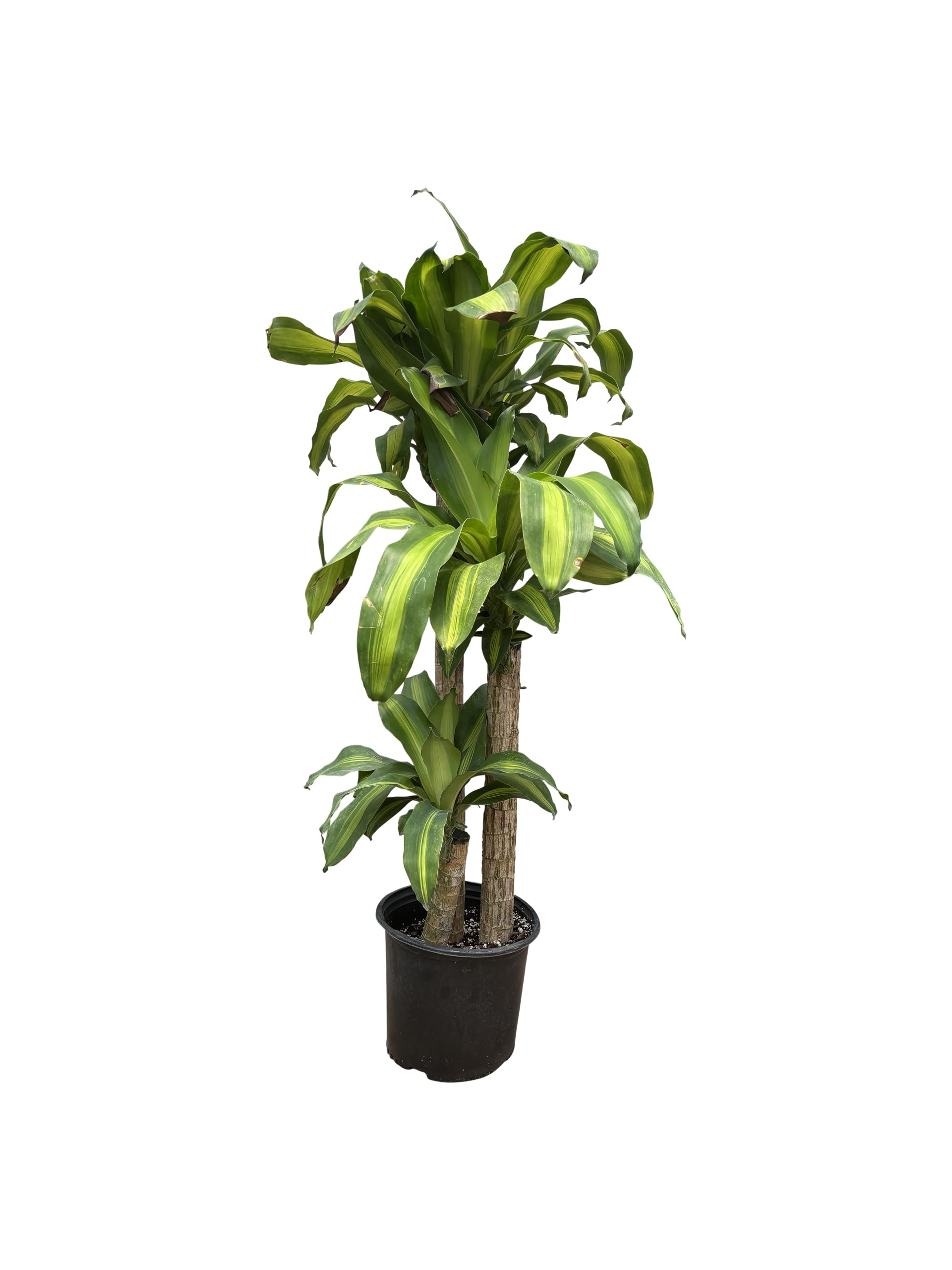 Amazon.com : Dracaena Mass Cane 'Corn Plant' (4-5 Feet), Live Tree ...
