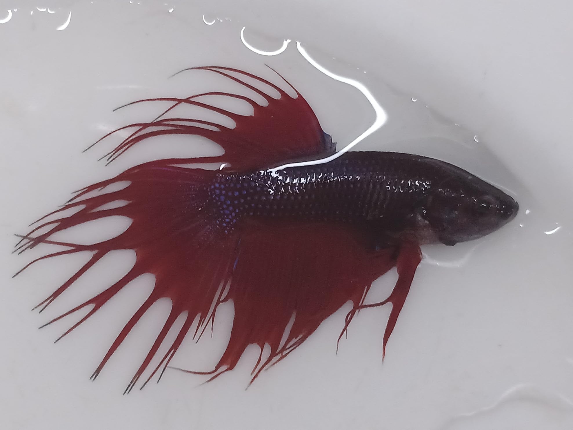King Crowntail Betta Fish