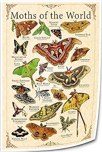 Amazon.com: Jinwaftv Moths Wall Art Knowledge Poster Educational Wall ...
