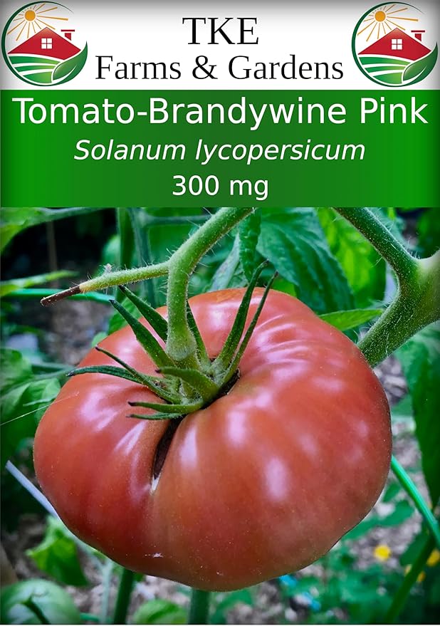 Amazon.com : TKE Farms & Gardens - Brandywine Pink Tomato Seeds for ...