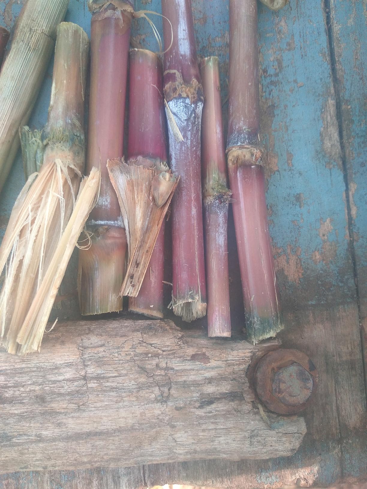 Australian Red Napier Foodler Grass Sticks | 50 Sticks Pack | Best ...