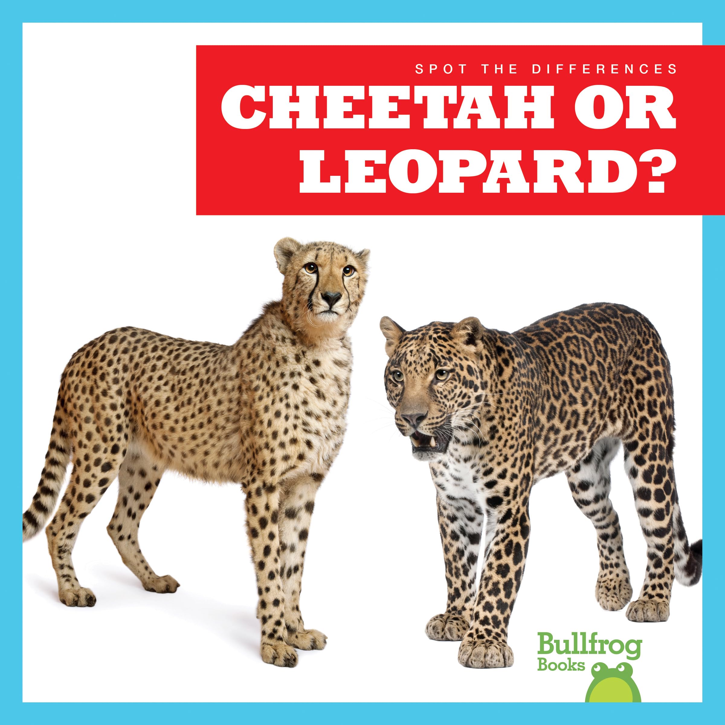 Cheetah Vs Jaguar Animal Poster Set Of Wildlife Animals Vector
