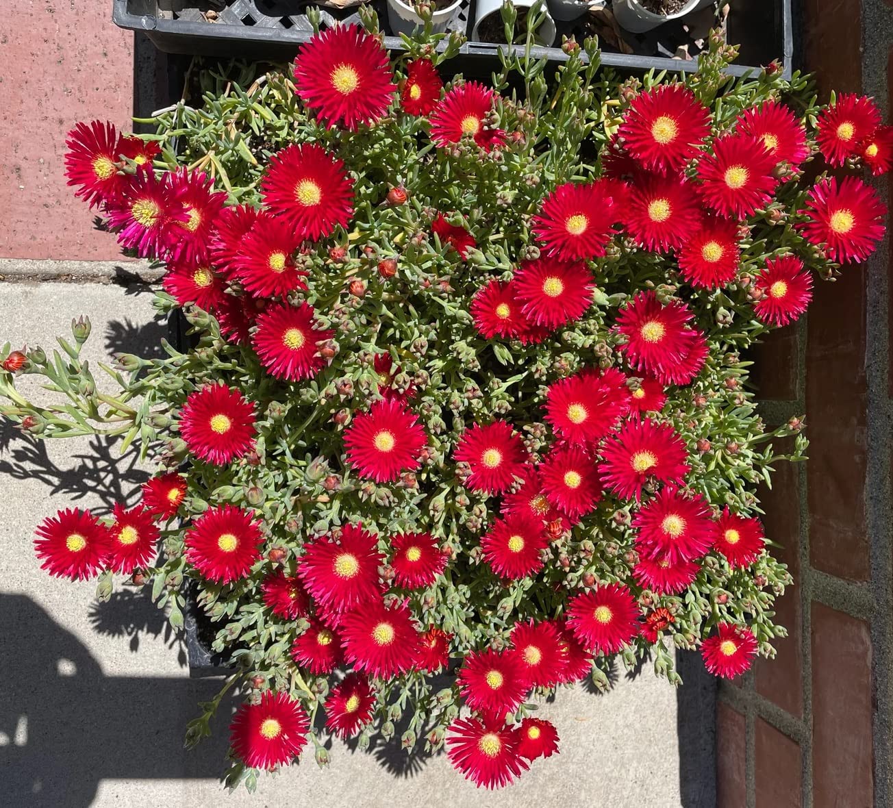 Amazon.com : Red Ice Plant (Delosperma cooperi) - 1 Rooted stem : Patio ...