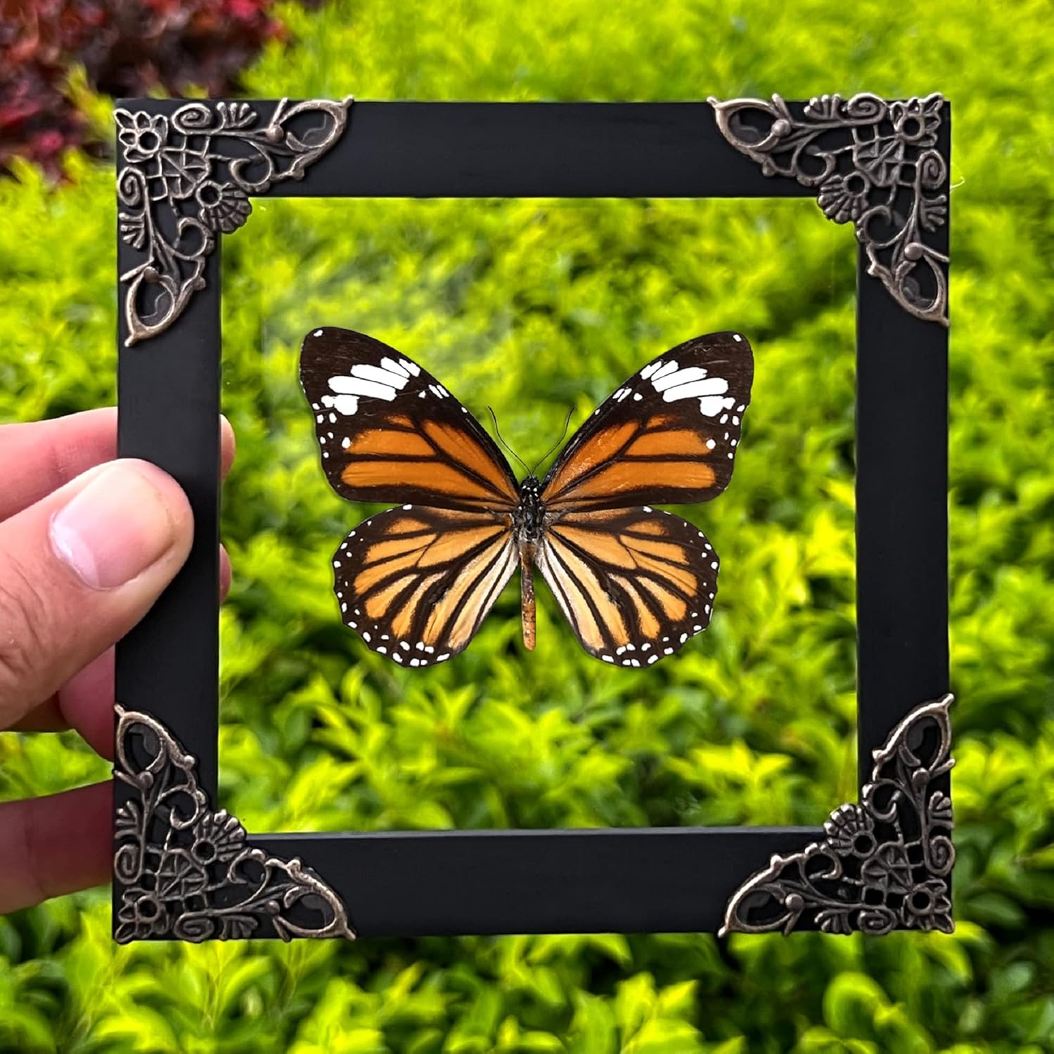 Amazon.com: Real Framed Butterfly Moth Dead Insect Dried Bug Glass ...