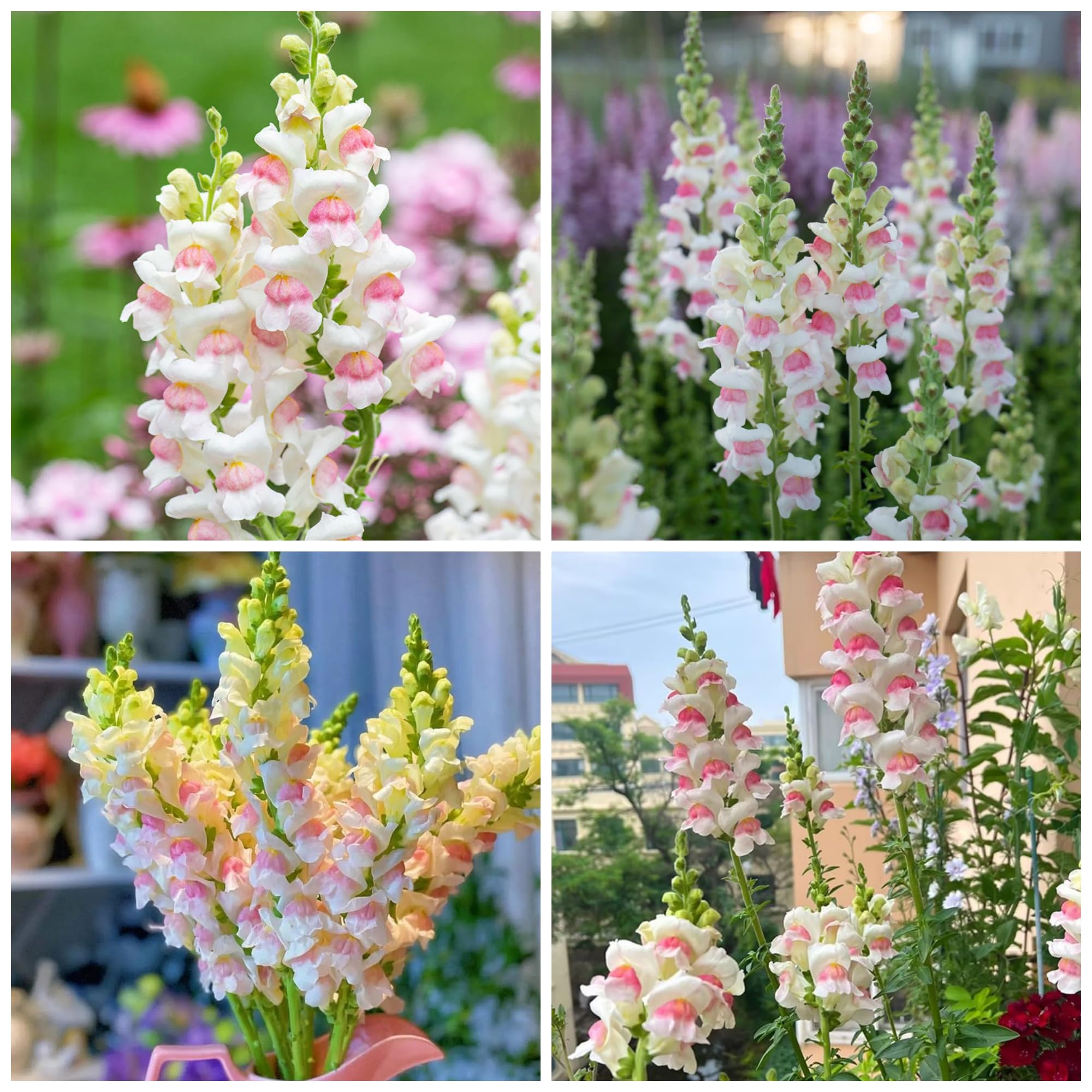 Amazon.com : 5000+ Mix Snapdragon Flower Seeds for Planting, Beautiful ...