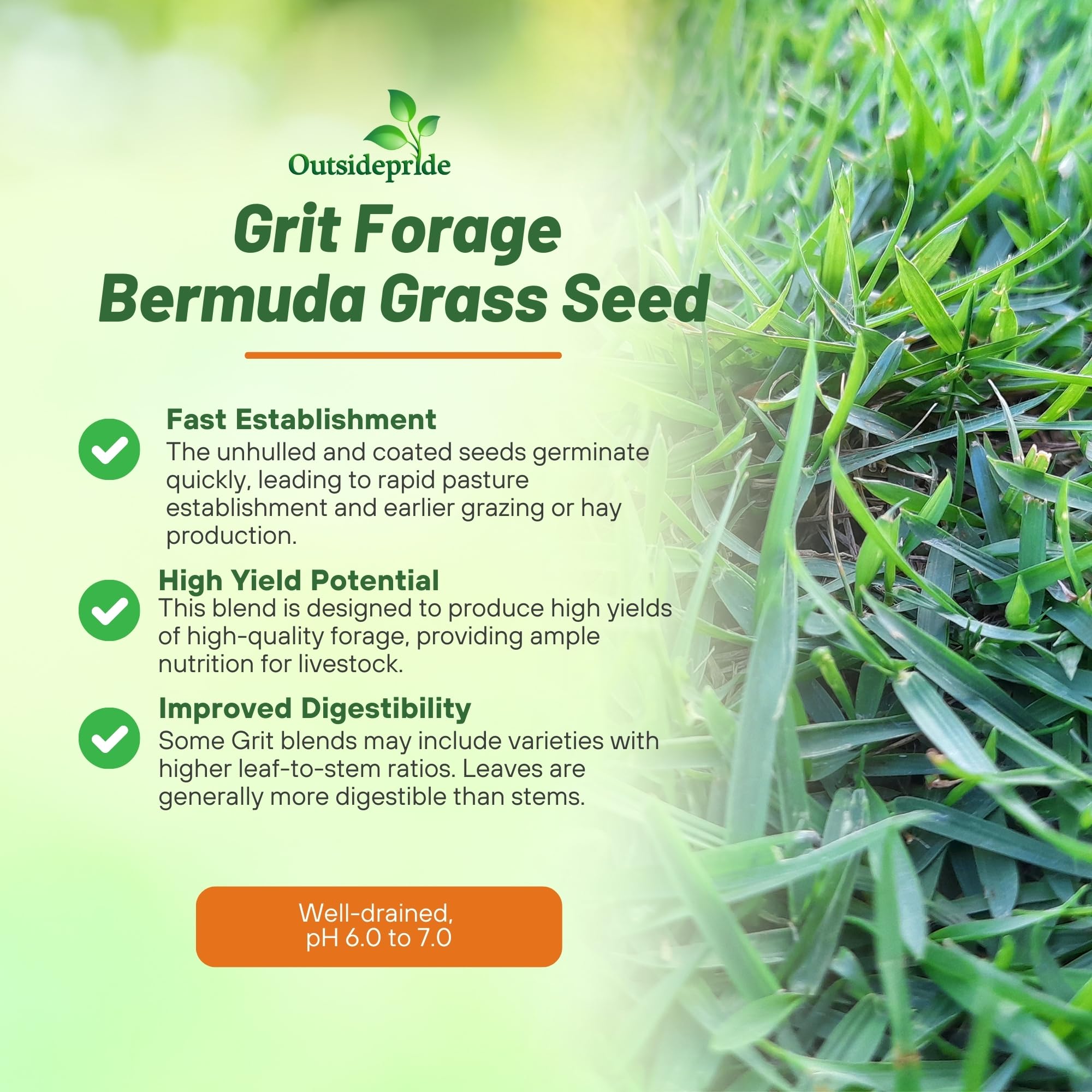 Texas Tough Bermuda Grass Seed