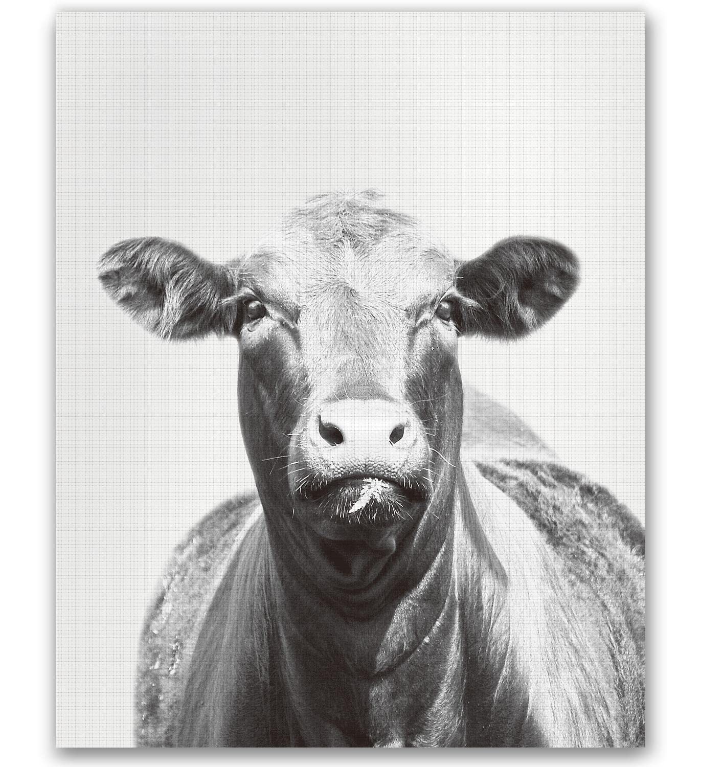 Cow Photography Black And White
