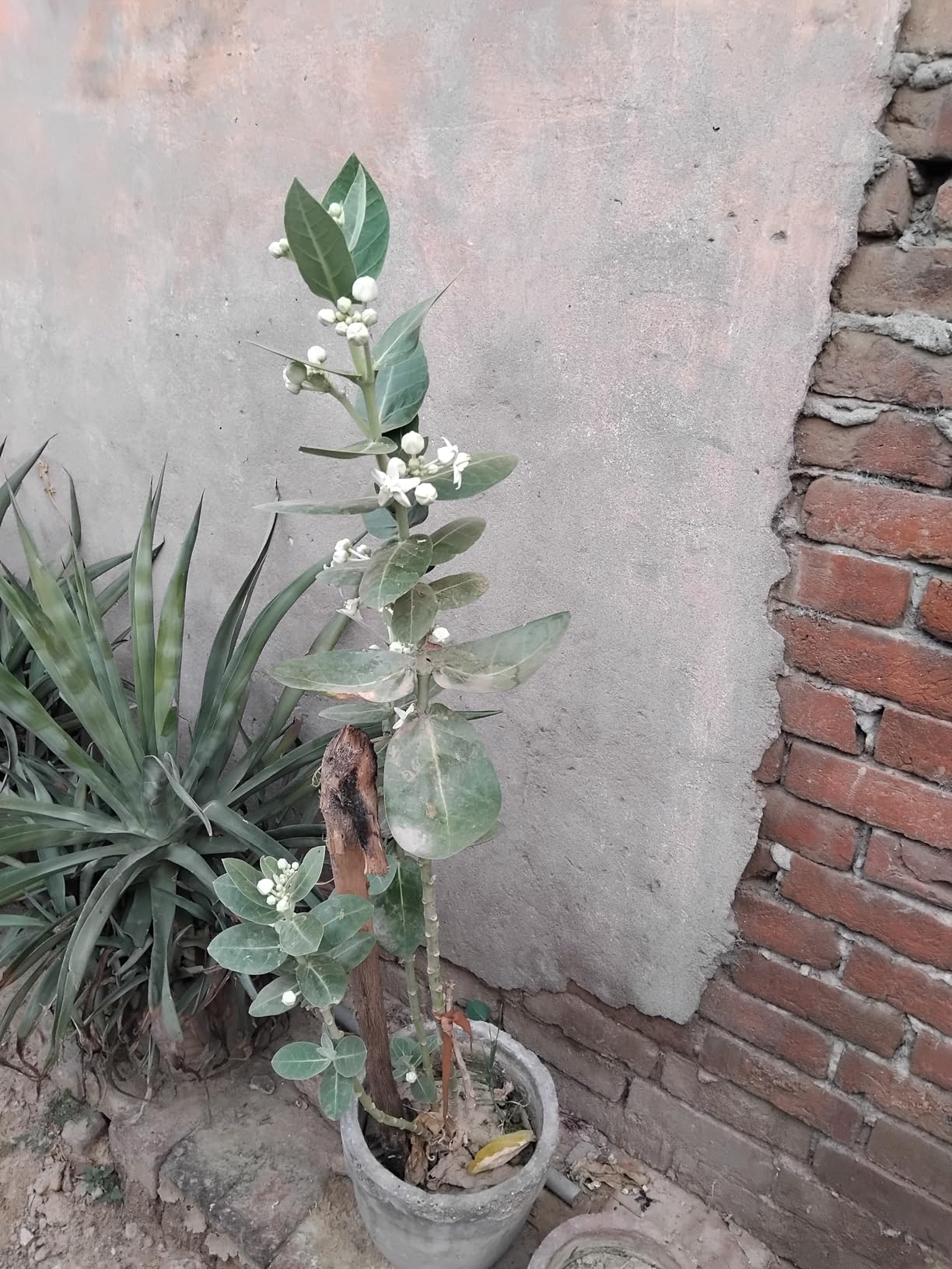 Safed Aak Live Plant, Calotropis Gigantea, White Madar : Amazon.in ...