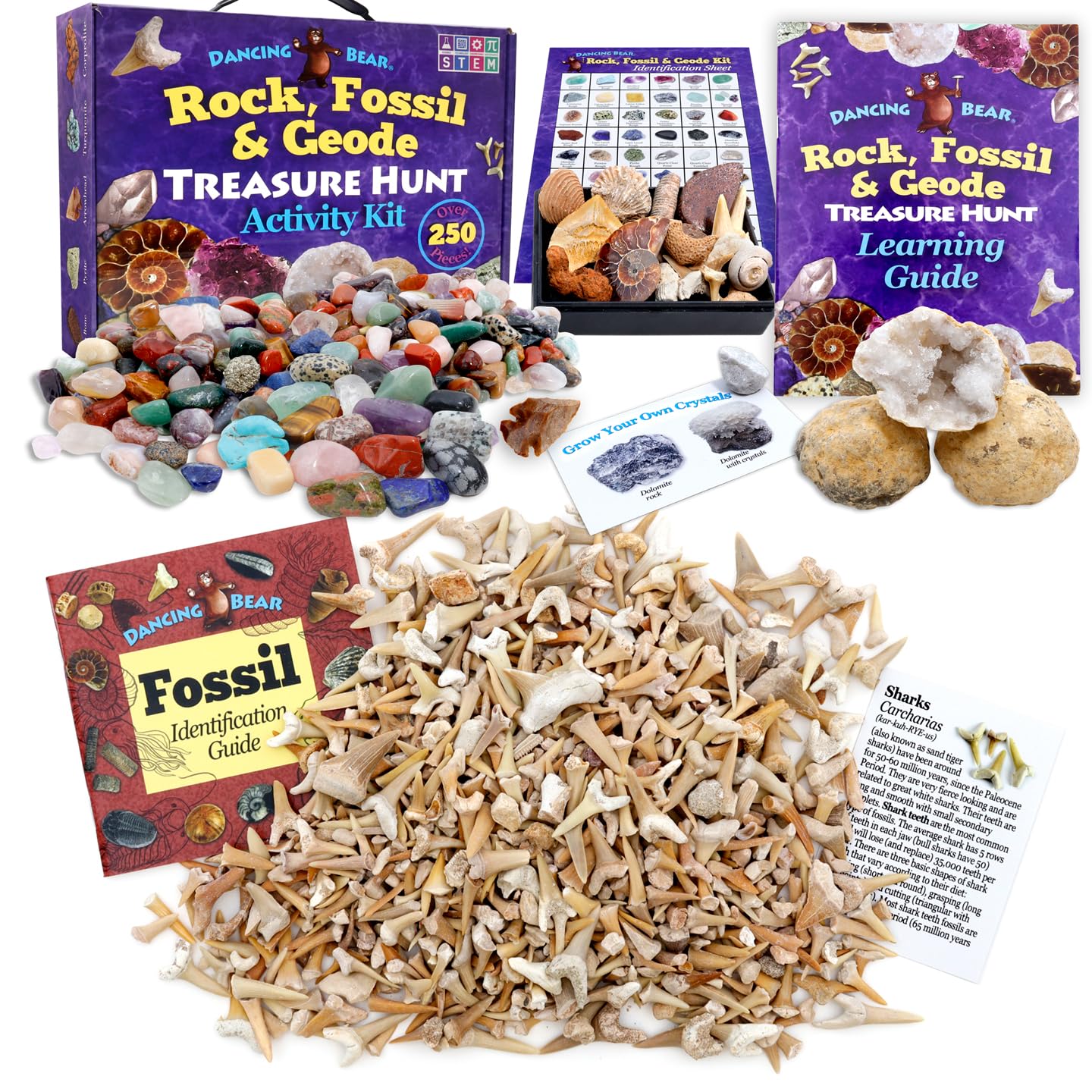 Amazon.com: DANCING BEAR Geology Fossil Bundle – 2 STEM Kits: Rock ...