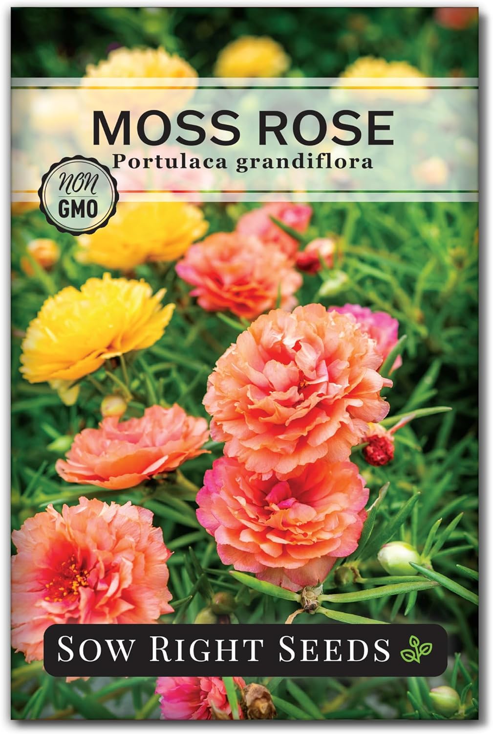 Amazon.com : Sow Right Seeds - Moss Rose Seeds for Planting - Portulaca ...