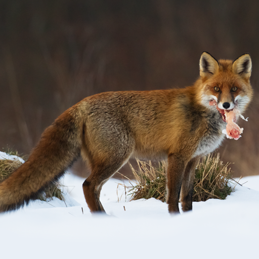 Distress Calls & Hunting Calls - App on Amazon Appstore