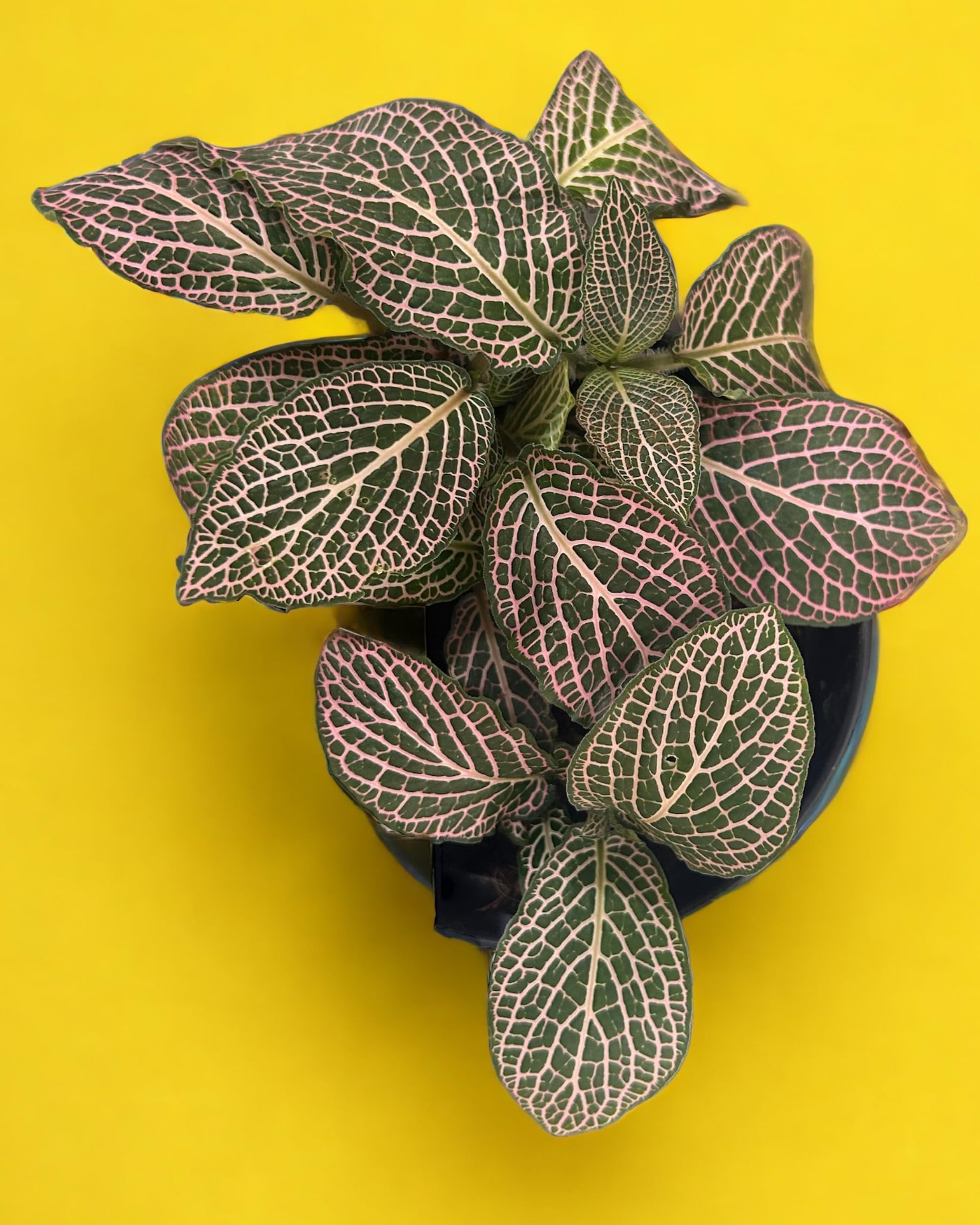 CAPPL Live Fittonia (Nerve Plant) 4 Indoor Plant With Pot For Home ...