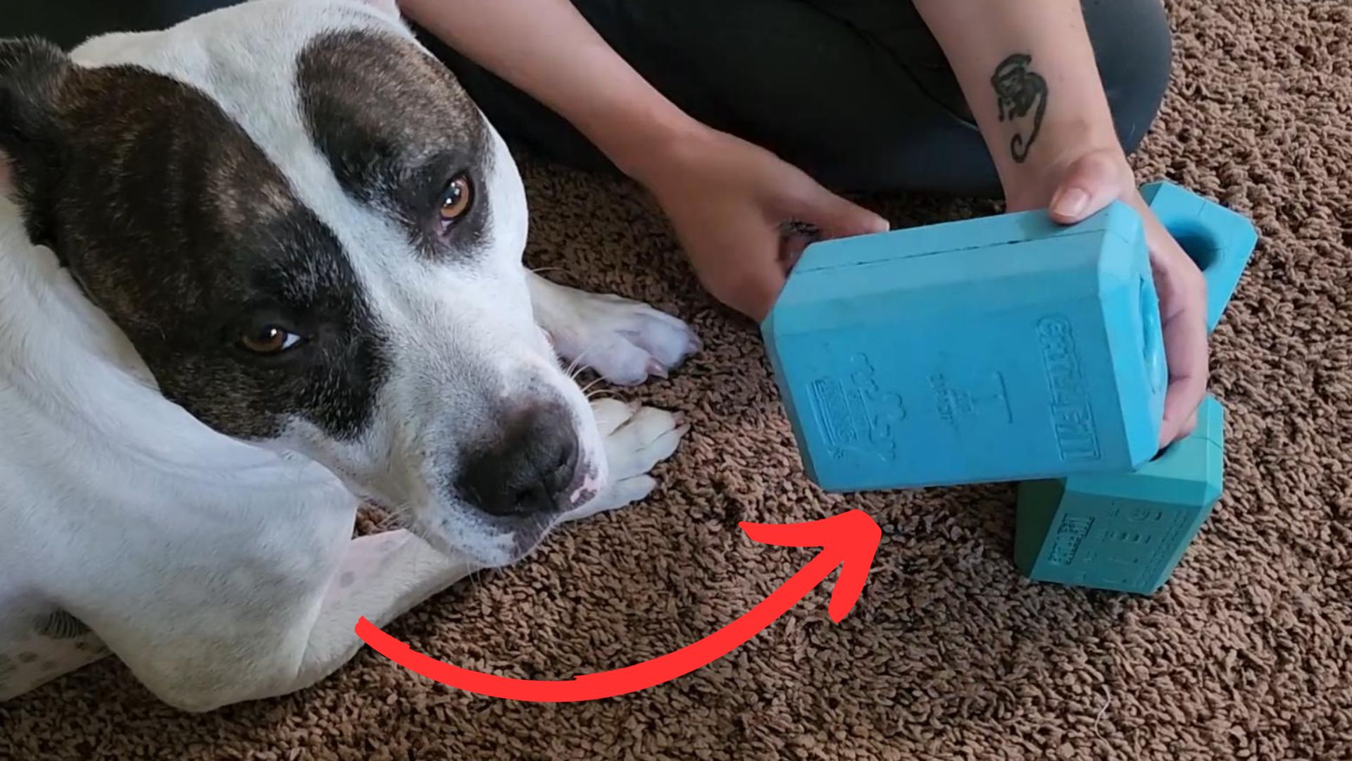 Watch Chew King Fillable Dog Toys - Easy To Use and Durable on Amazon Live
