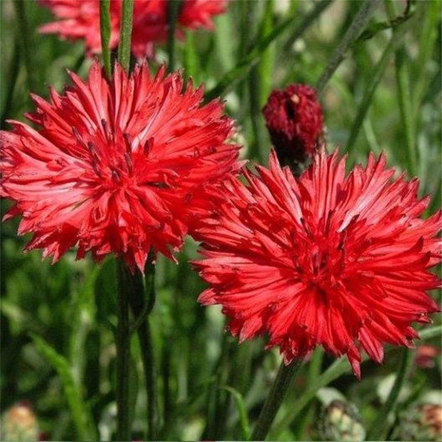 15 Best Early Spring Annuals to Grow in Texas - By Christie Ann