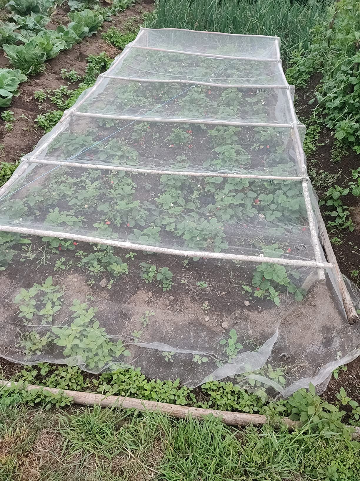 Red Anti-Insectos, 3 x 10m Malla antiinsectos, Red Anti Insectos para ...