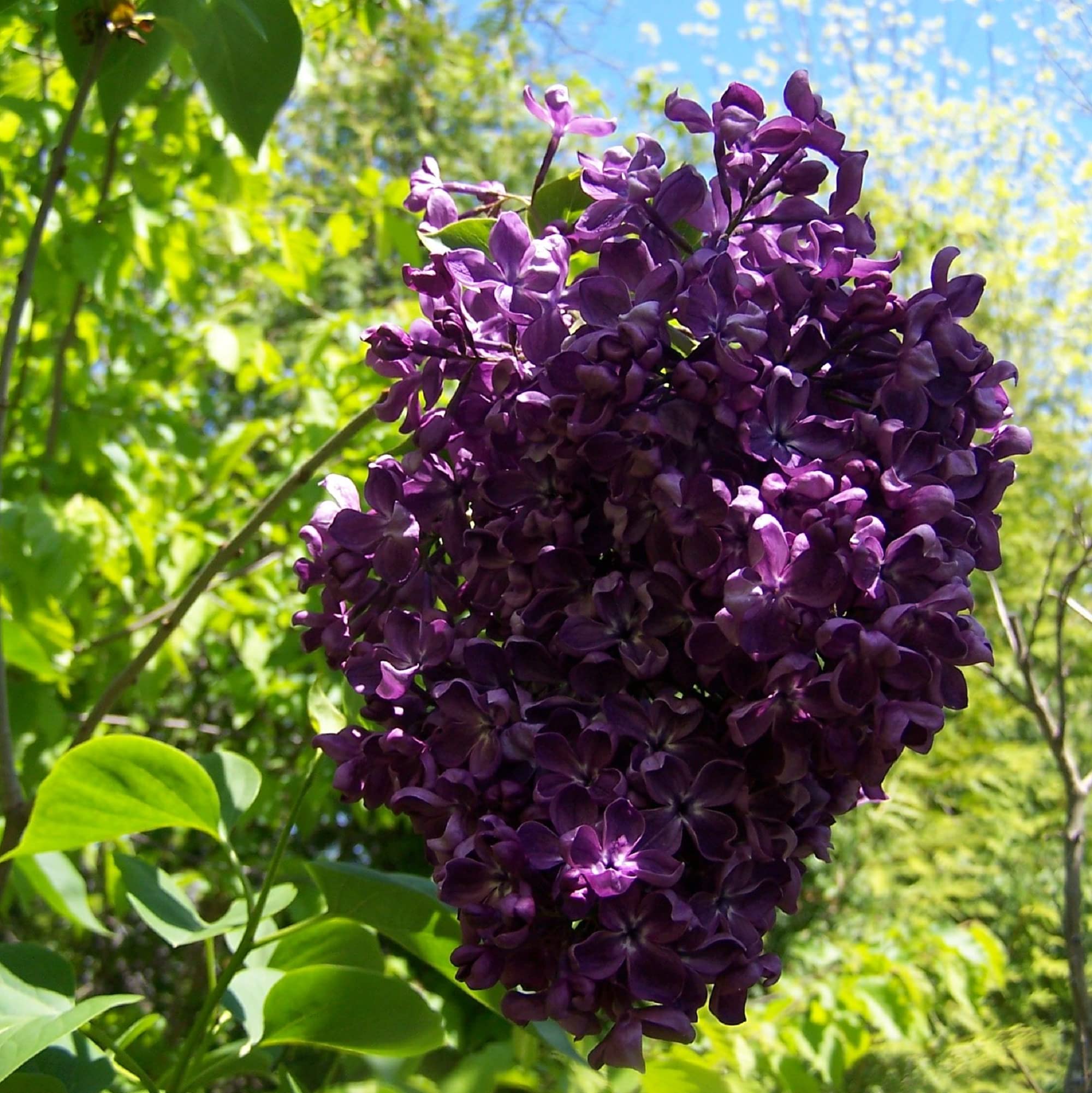 Amazon.com : CHUXAY GARDEN Dark Purple Lilac Tree 25 Seeds Striking ...