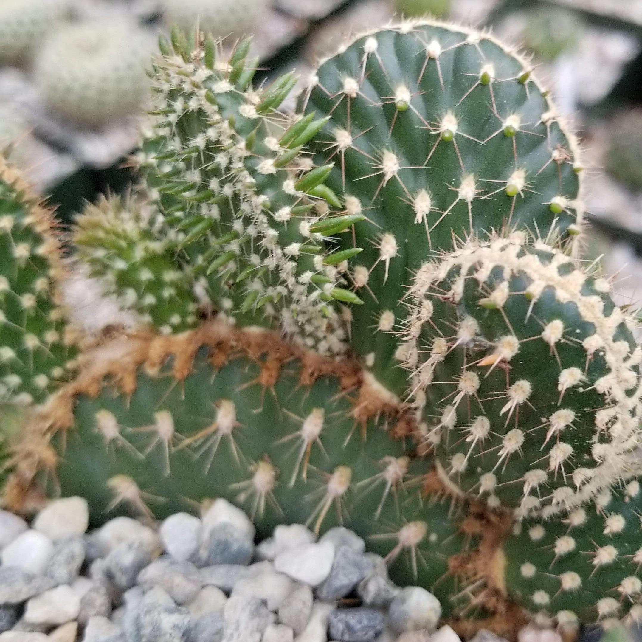 Spineless Hedgehog Cactus