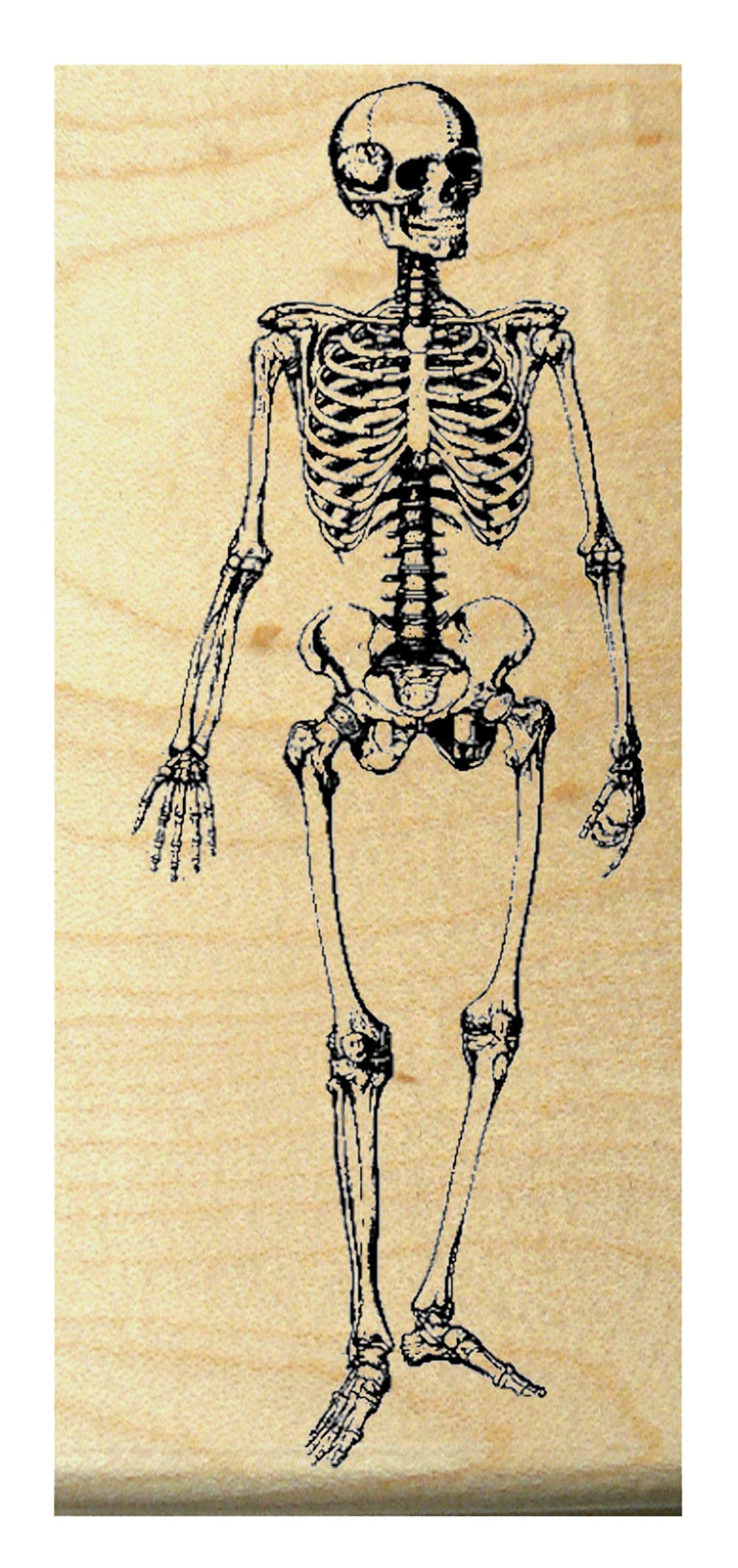 Amazon.com: P19 Large Skeleton Rubber Stamp WM : Arts, Crafts & Sewing