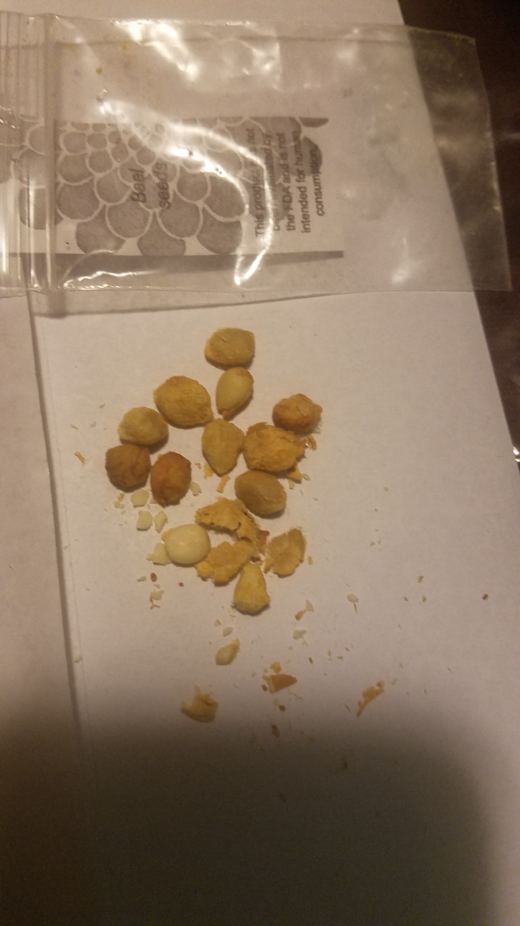 Amazon.com : INDIAN BAEL Aegle Marmelos SEEDS : Patio, Lawn & Garden
