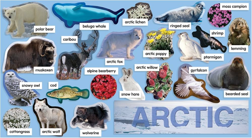 Arctic Plants And Animals