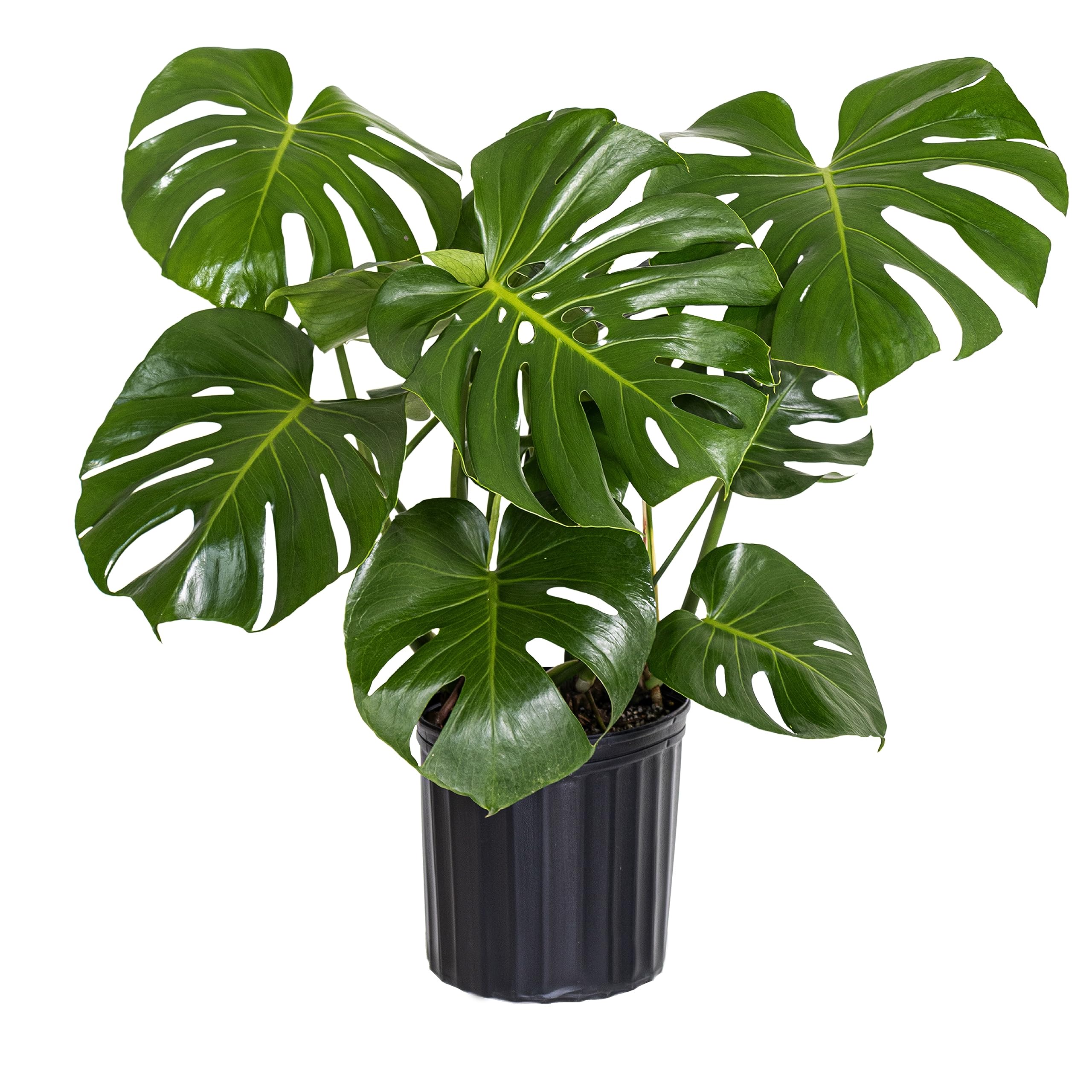 Monstera Deliciosa Houseplant