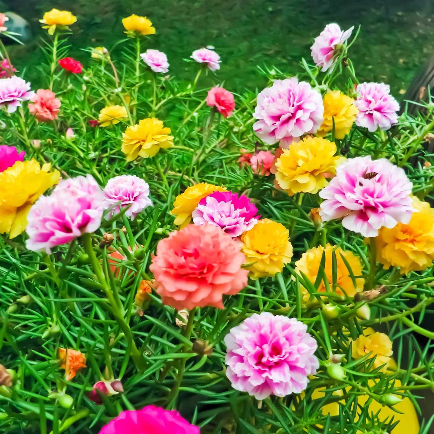 LIVOX Portulaca Multicolor Rainbow Flower Seeds for Terrace Balcony ...