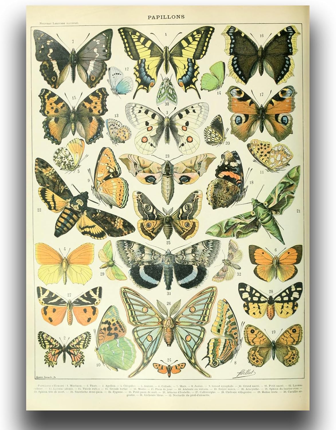Amazon.com: OKRA Vintage Butterfly Poster - Insect Canvas Wall Art ...