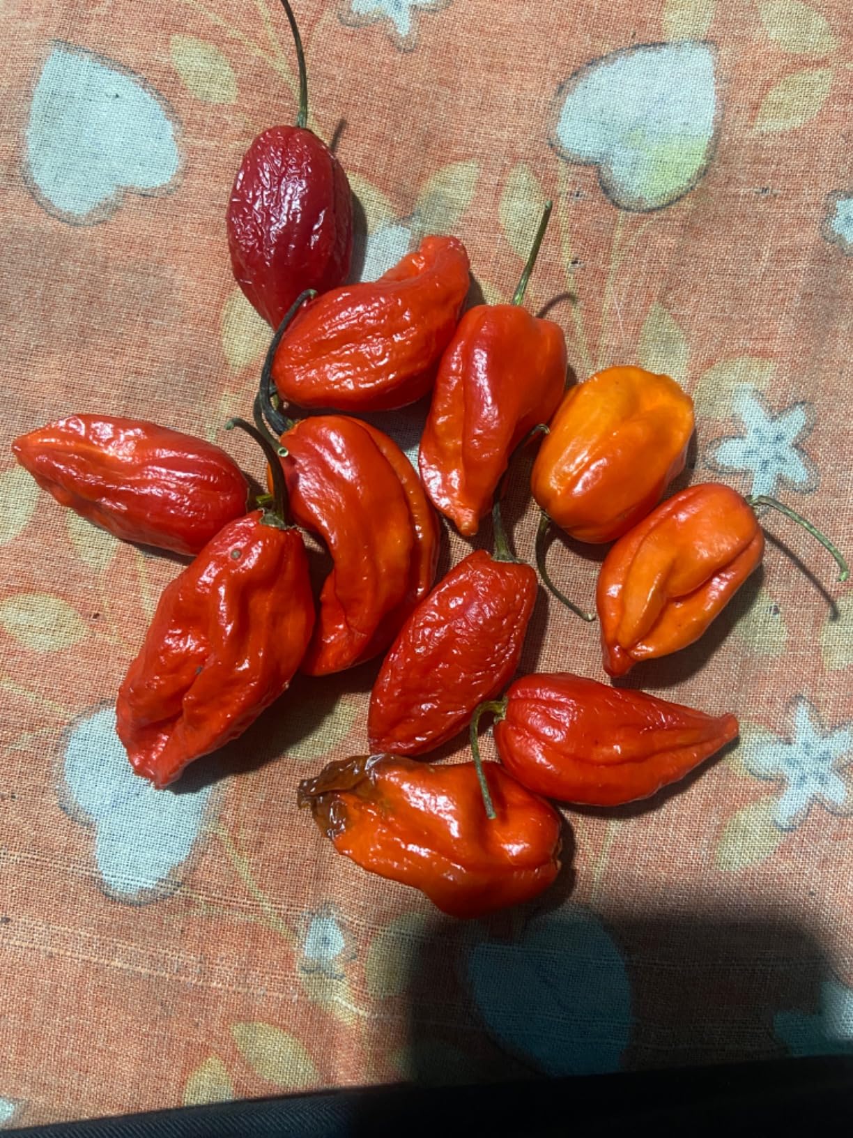 Fresh Ghost Peppers (Bhut Jolokia) Fresh Pods | Directly from Assam ...
