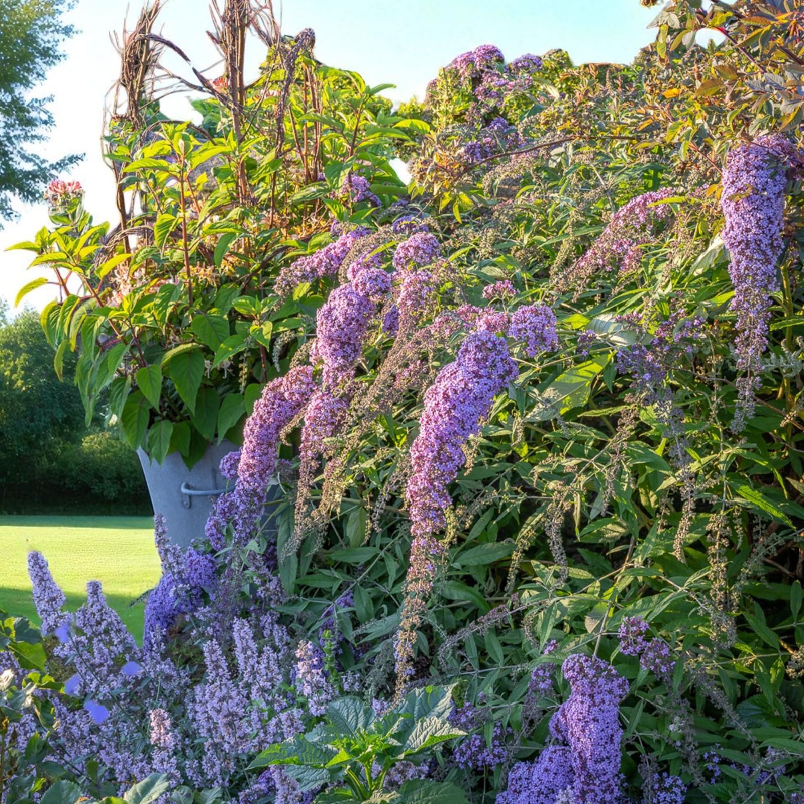 Buddleia Trio - Butterfly Plants x 3 Plants in a Mix of Colours ...