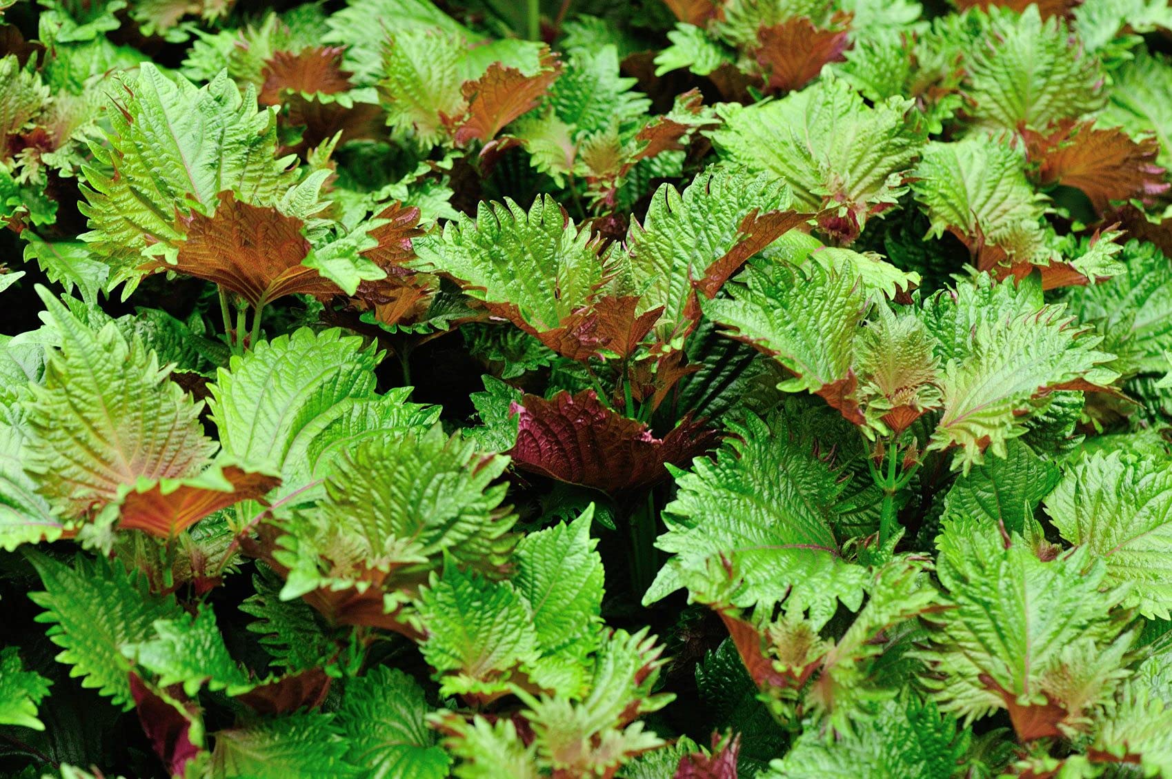 Buy Perilla (Shiso) - Korean Perilla (Perilla frutescens VAR ...