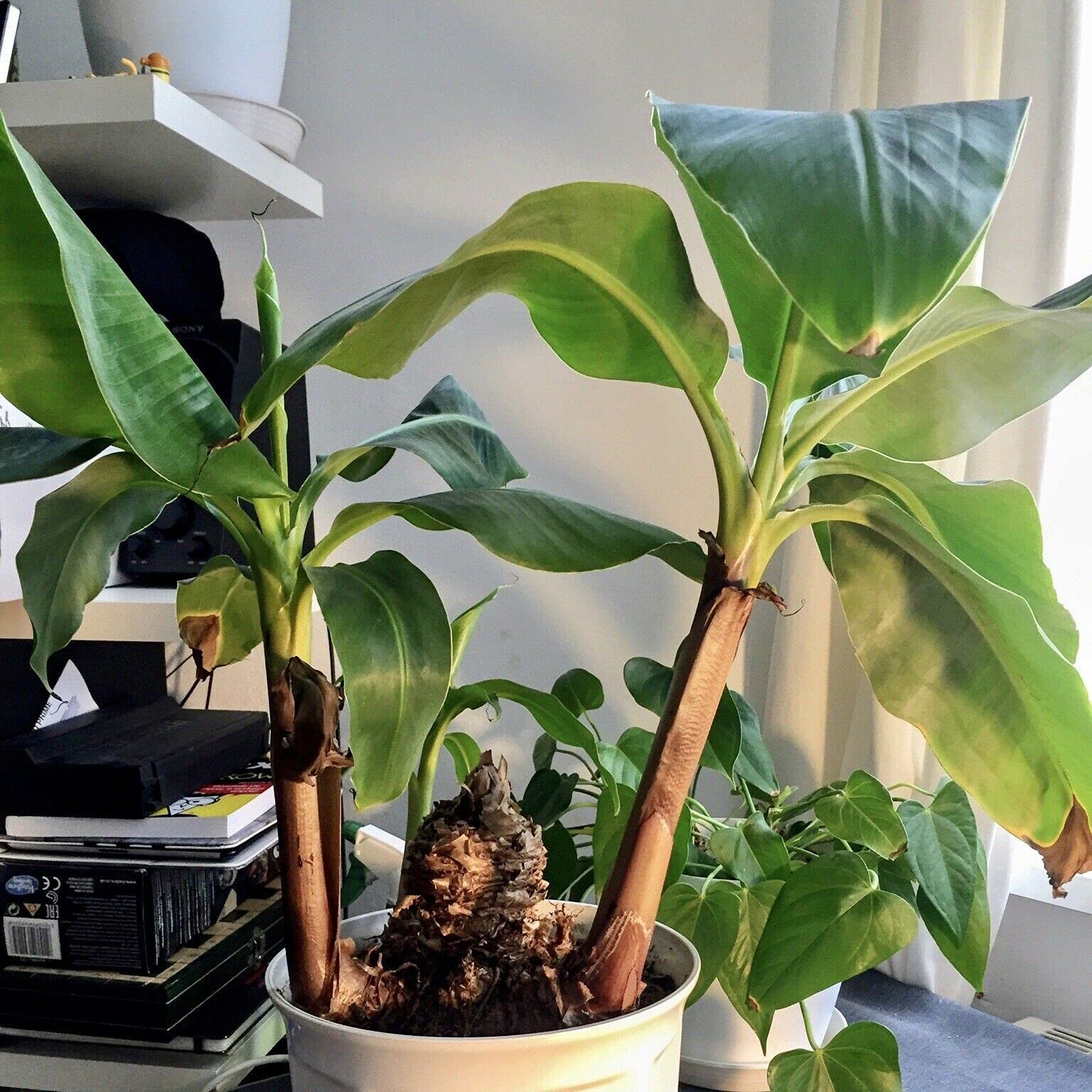 Giant Banana Plant