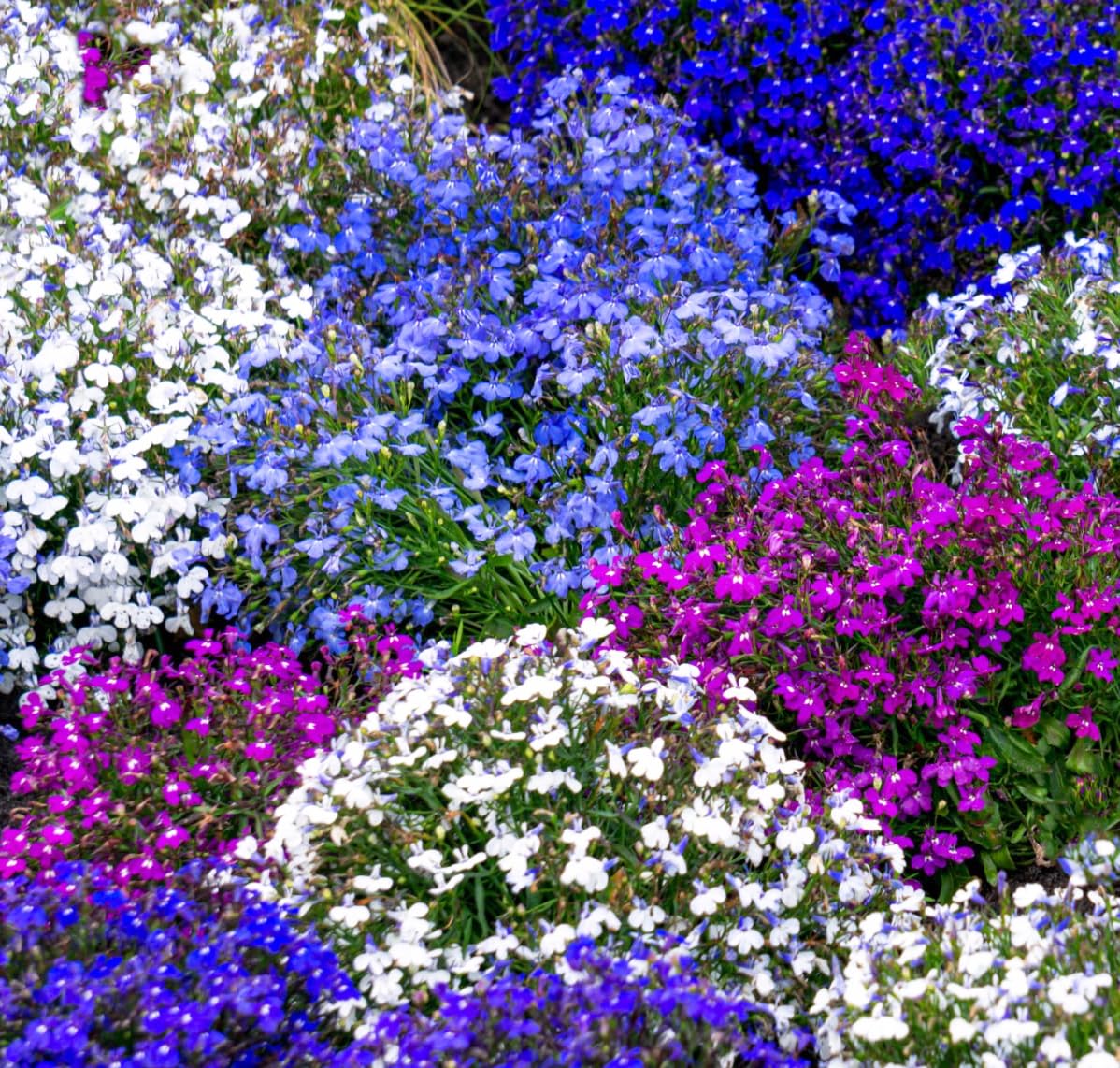 Lobelia Ground Cover Plants California Lobelia – Color Cascade Mixed