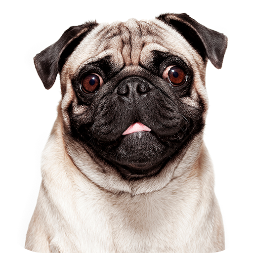 Talking Pug - App on Amazon Appstore
