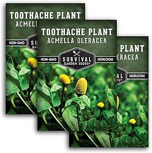 Amazon.com : Toothache Plant Seeds for Planting - Acmella Oleracea ...