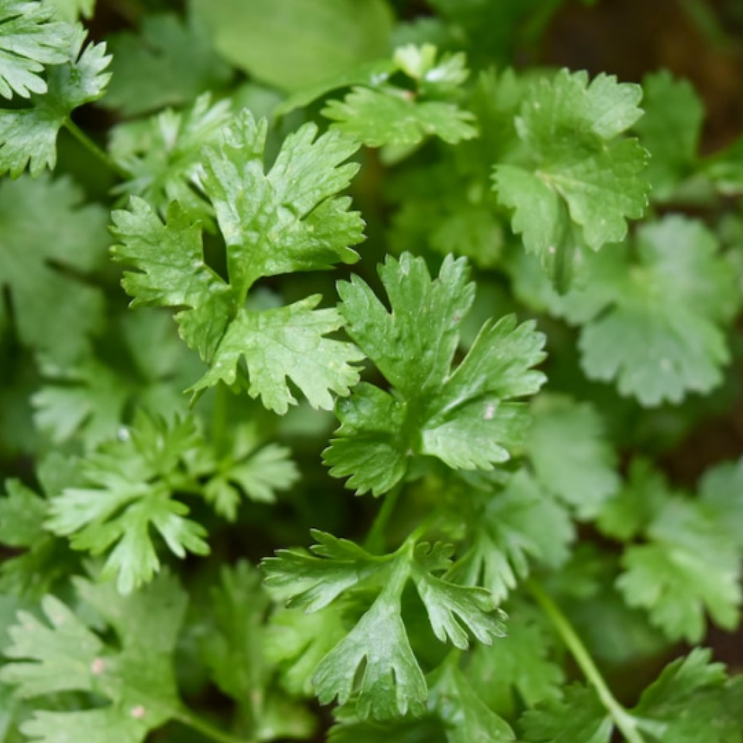 Coriander Seeds - 250 Fresh Cilantro Herb Seeds – Plant and Grow Your ...