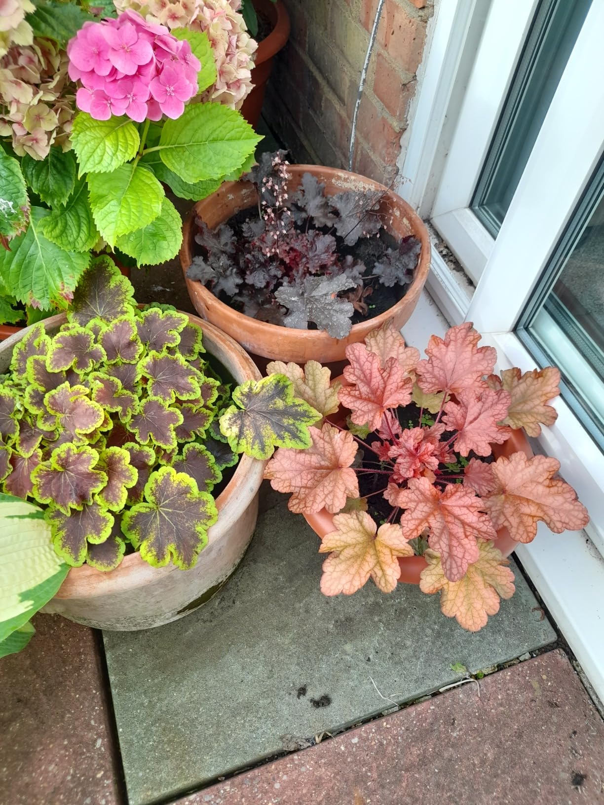 5 x Heuchera Plant Mix - Established Plants in Pots UK Grown : Amazon ...