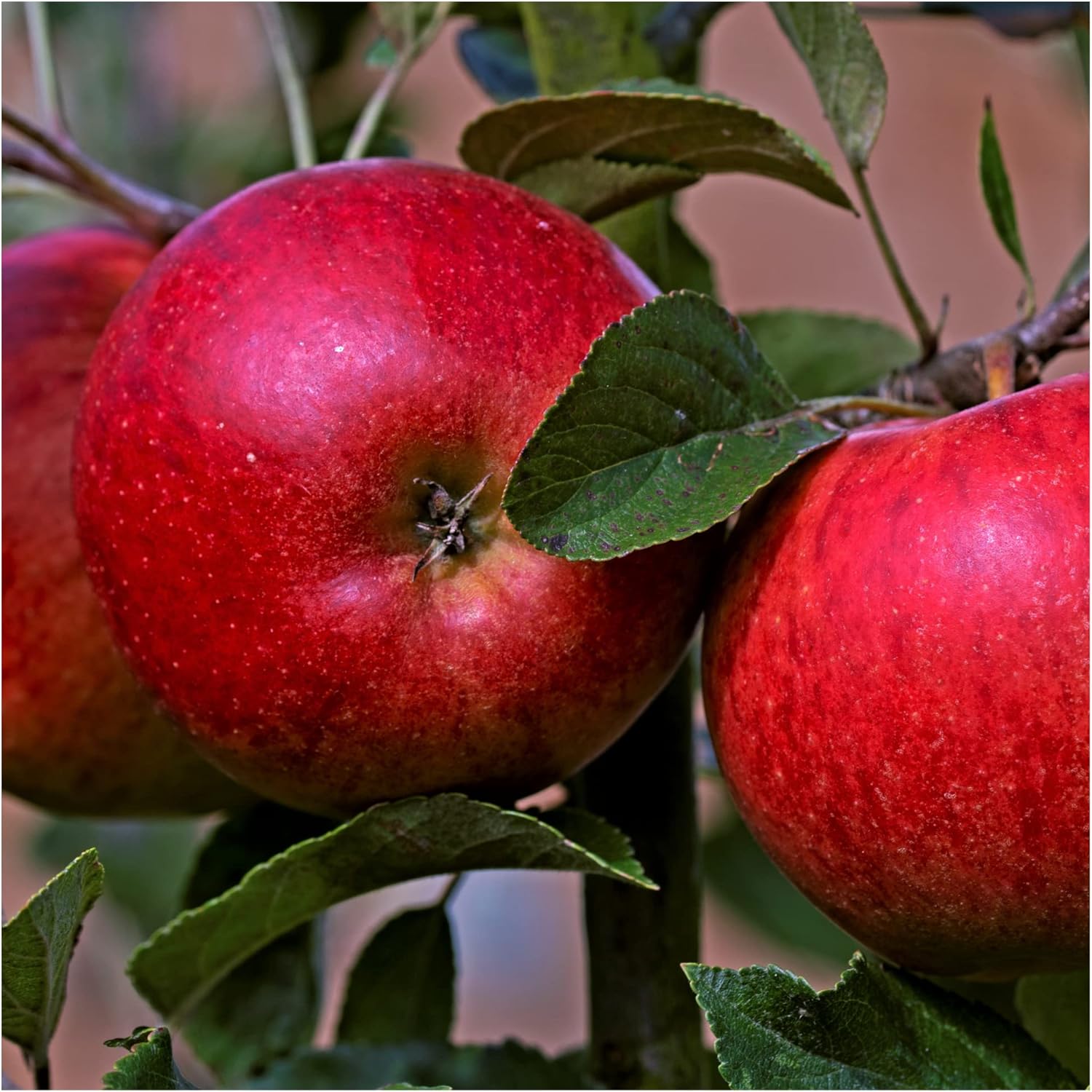 Katy Apple Tree 4-5ft, 6L Pot, Ready to Fruit. Sweet,Juicy Strawberry ...