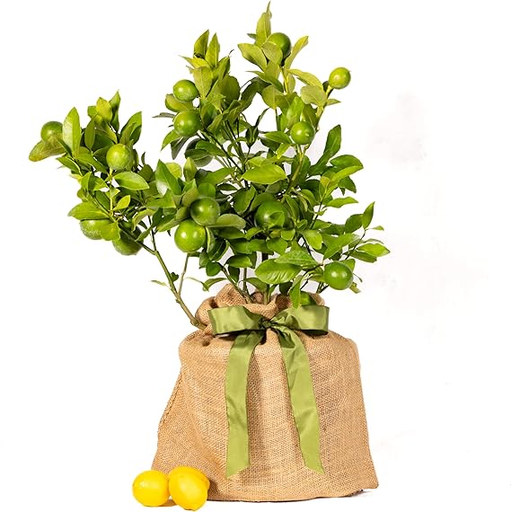 Amazon.com : Meyer Lemon Gift Tree, Dwarf Fruit Tree with Sweet Juicy ...