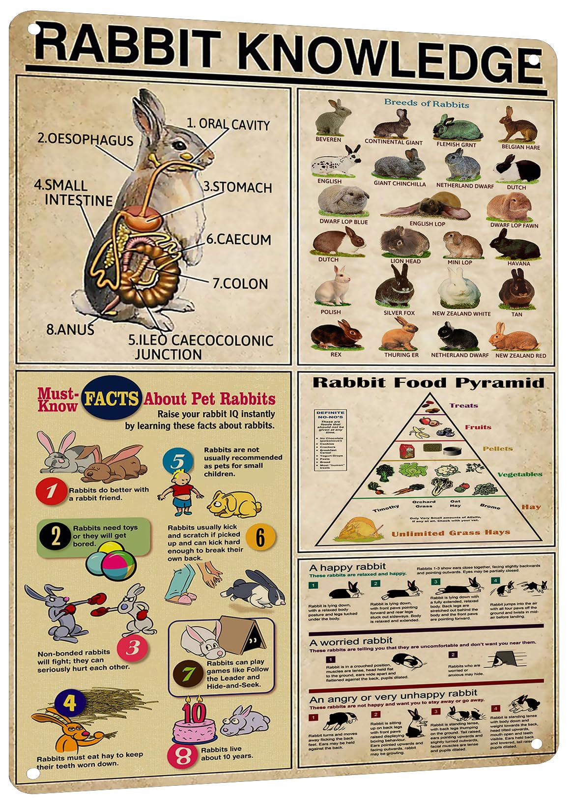 Amazon.com: HYBLOM Fun Rabbit Knowledge Metal Sign - Rabbit Breeds ...