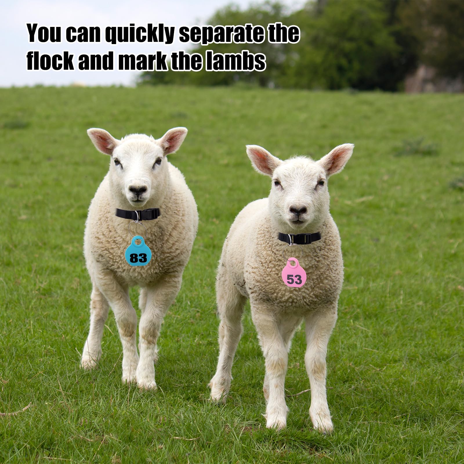Sheep Farmer Memes The Best Sheep Memes :) Memedroid