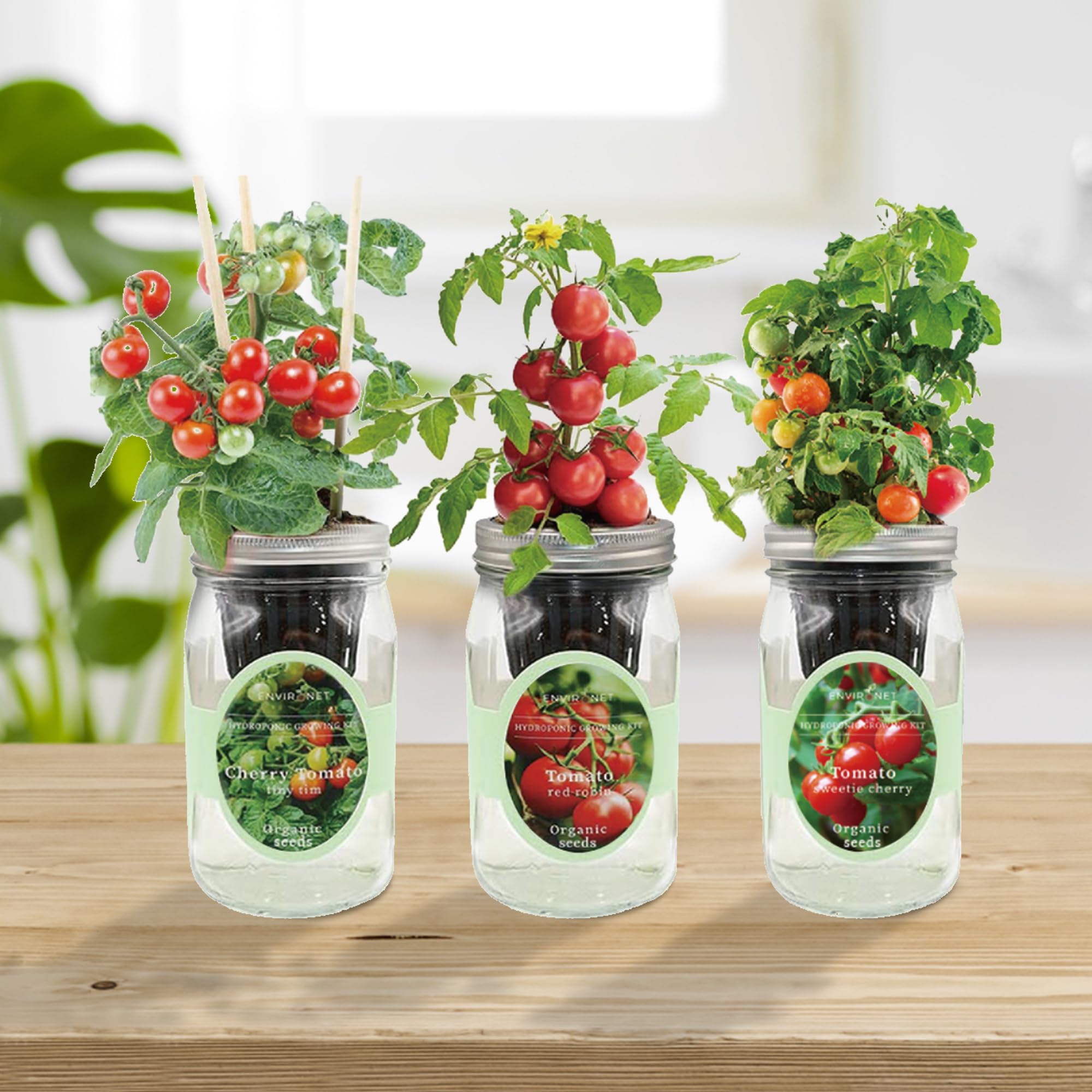 Hydroponic Tomato Plants