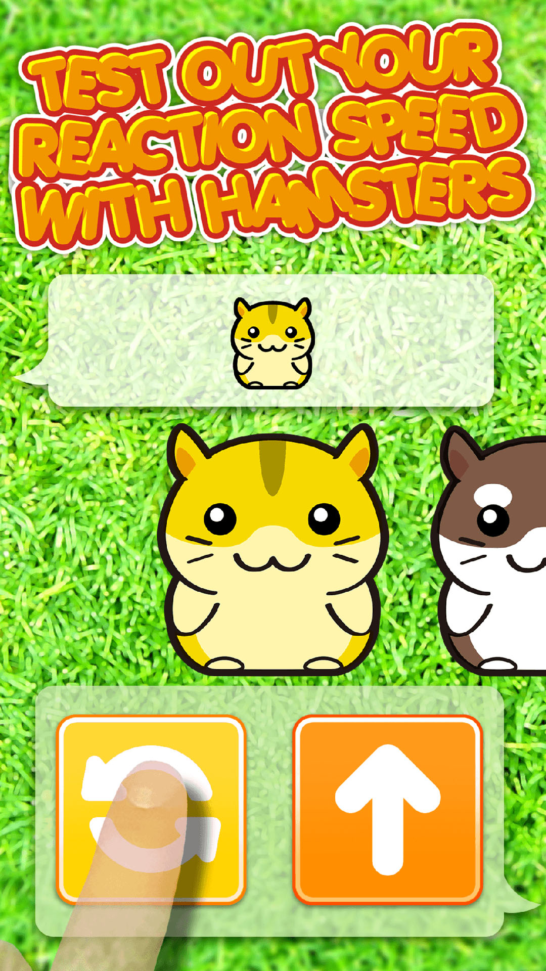 Hamster Dojo - Best Fun Pocket Games Play With My Littlest Pet Hamsters ...