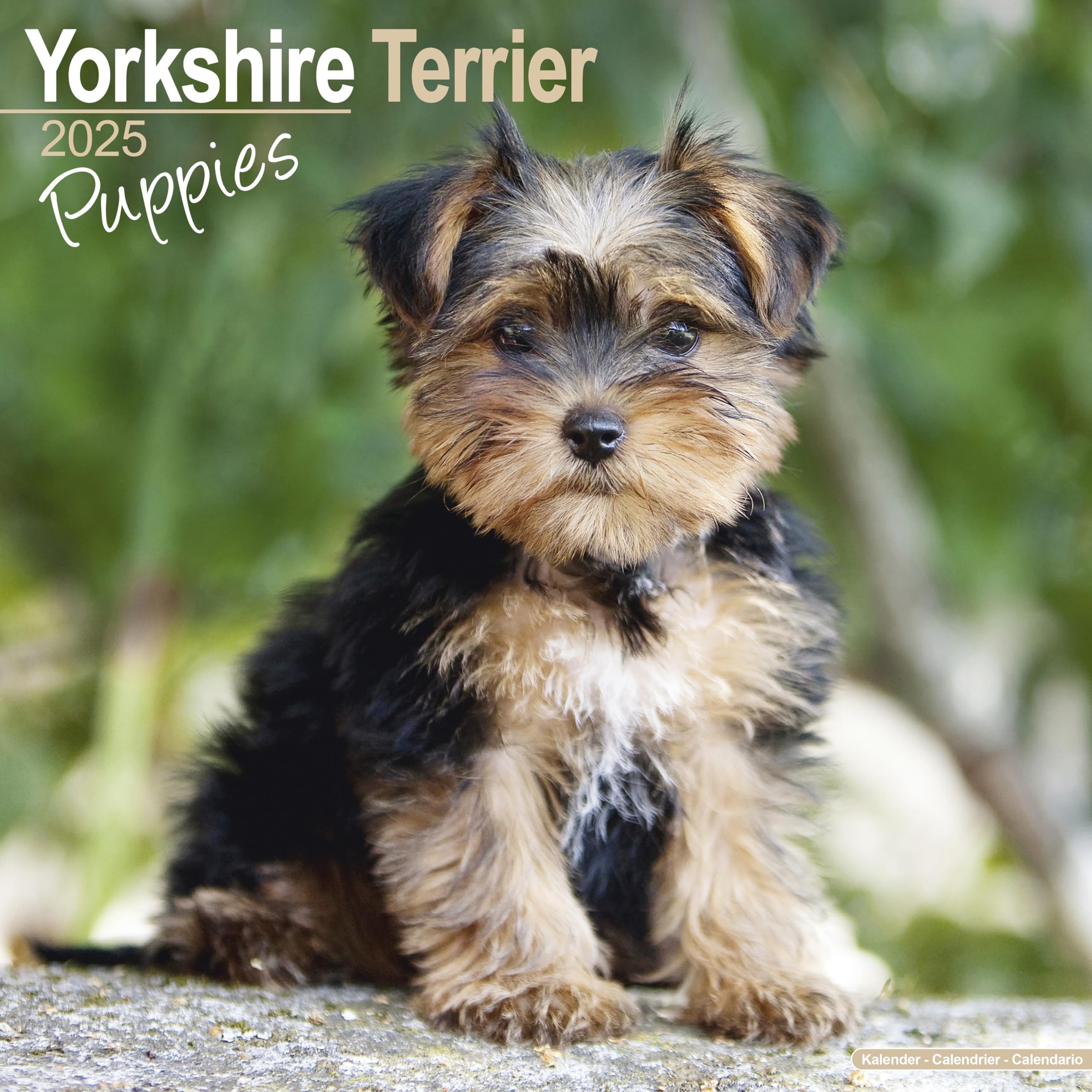 Yorkshire Terrier Puppies 2025 Square Wall Calendar | Dog Breed, Puppy ...