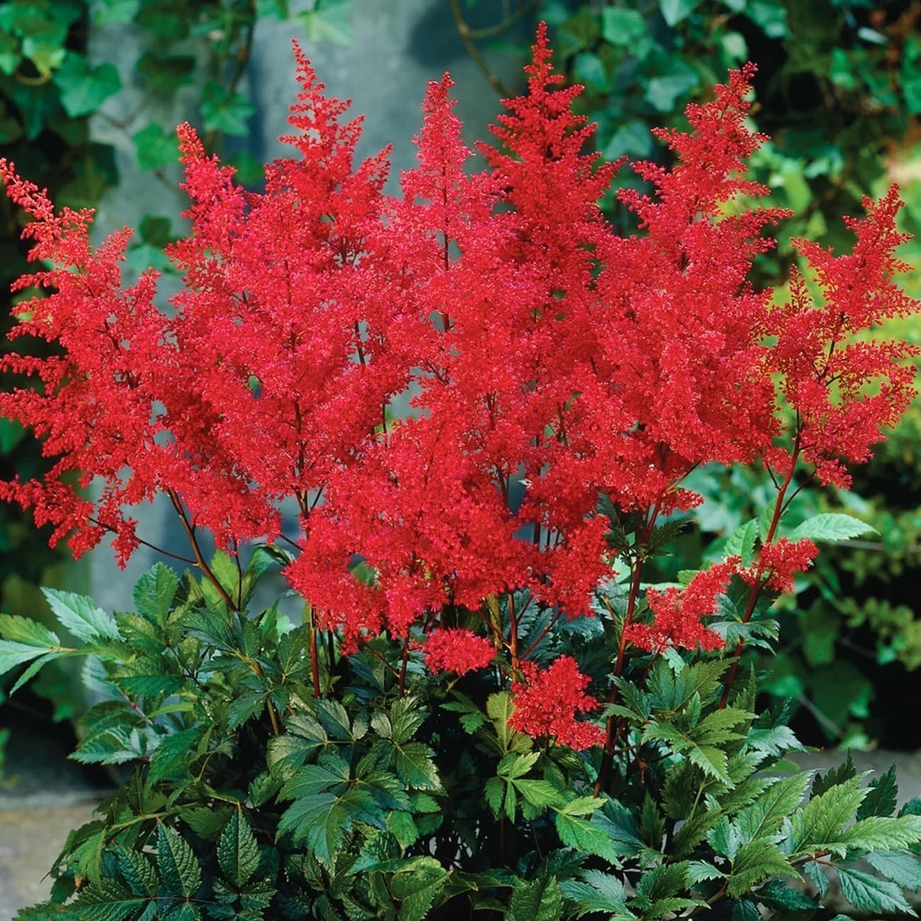 Amazon.com : Votaniki Astilbe Red Sentinel (Japonica Hybrid ...